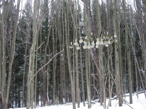 Synanthropic Habitats – Ex En