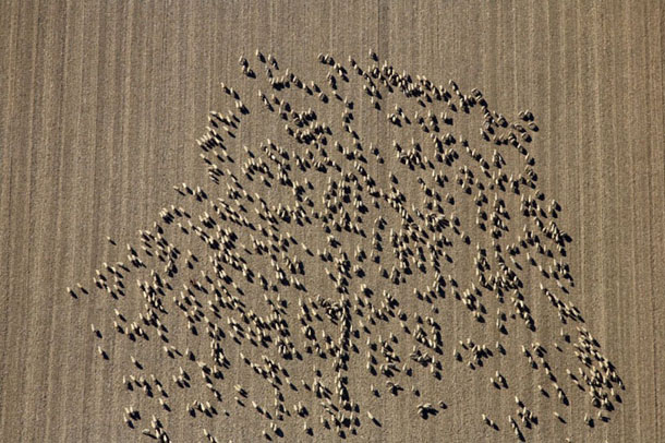 Animal Paths - Ex En