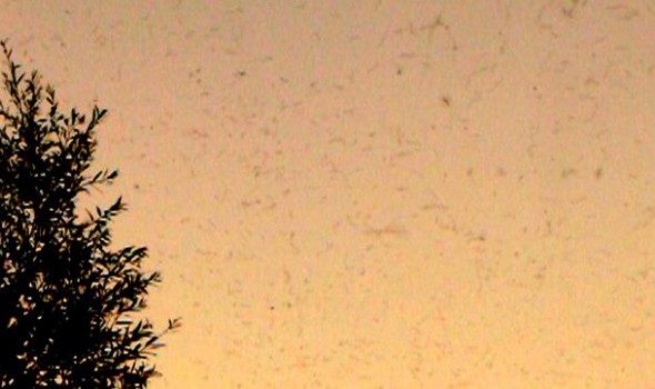 Co-migration: Aeroplankton – Ex En